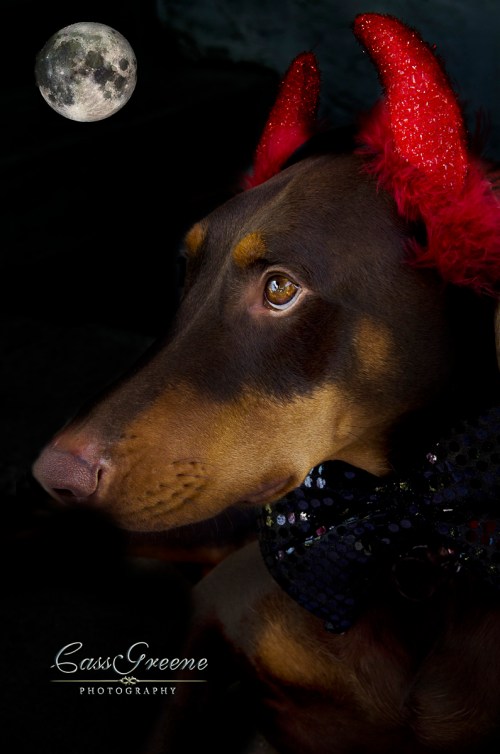 Always FaithFul – Marine Devil Dogs | Sweet Pea LifeStyles